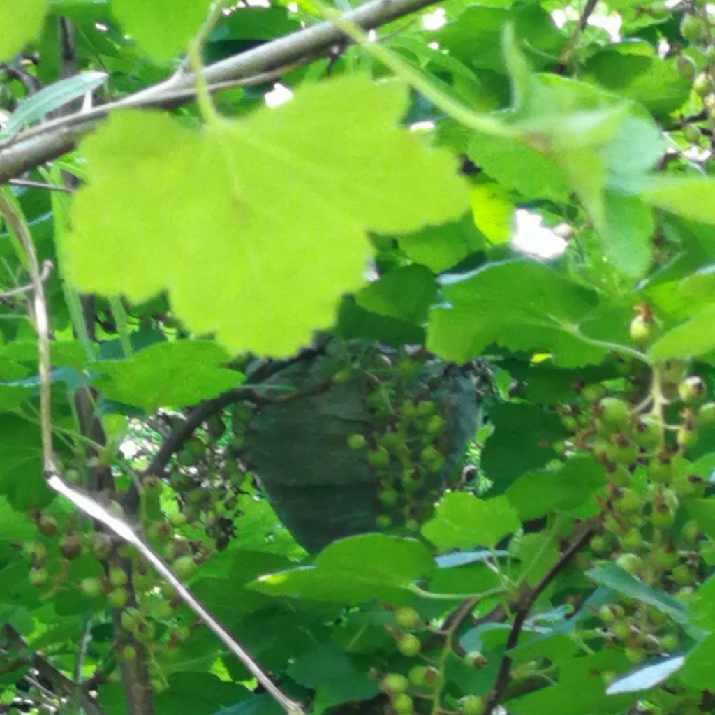 Wasp Nest Removal Norfolk & Norwich - Acorn Pest Management